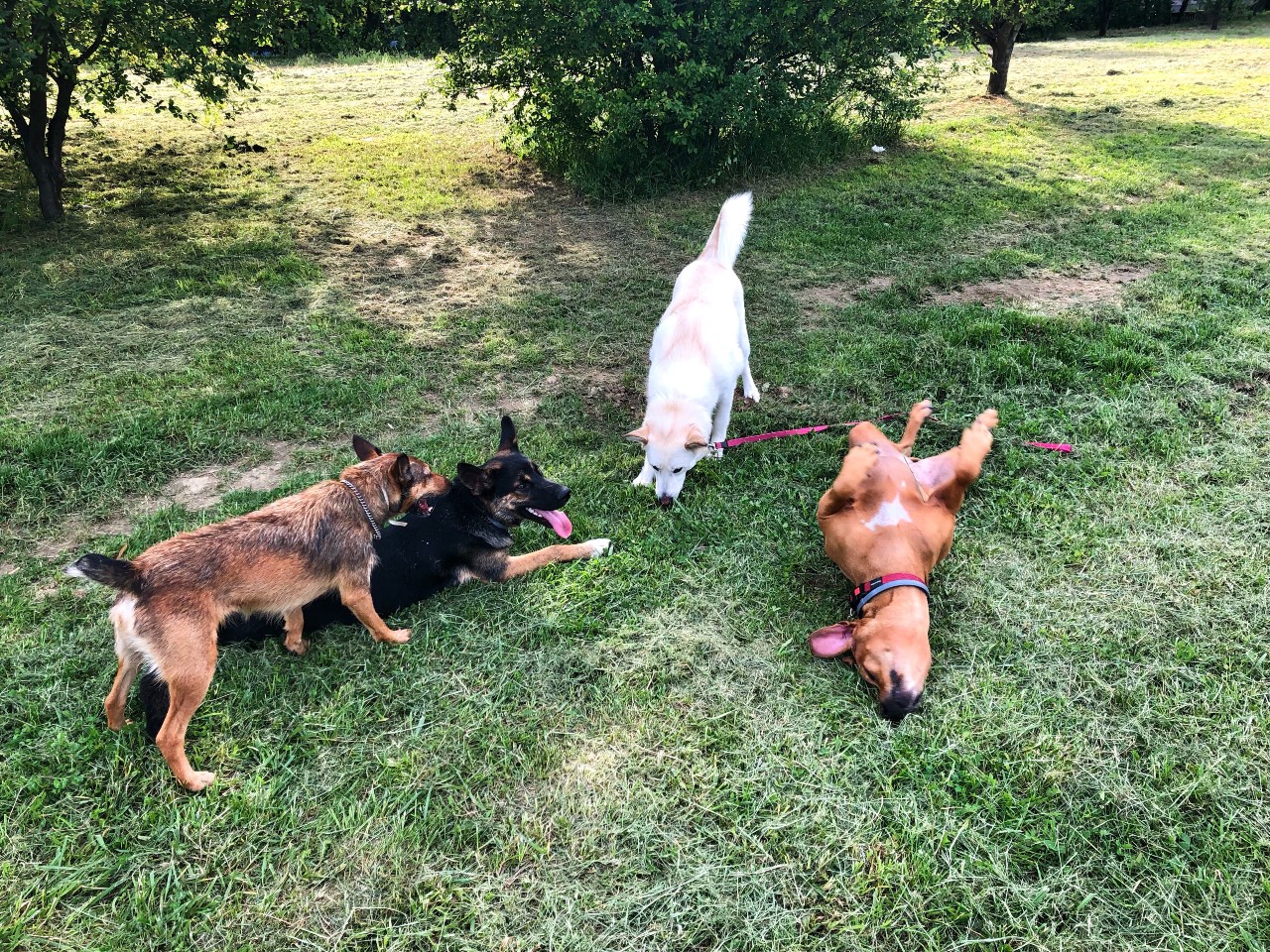 El Centro Integral Municipal de Protección Animal de Alcalá de Henares ...